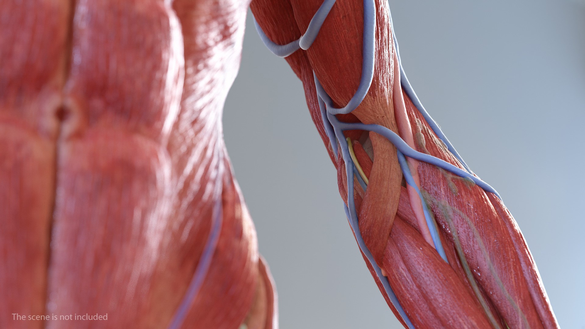 3D Male Arm Muscular - TurboSquid 1466619