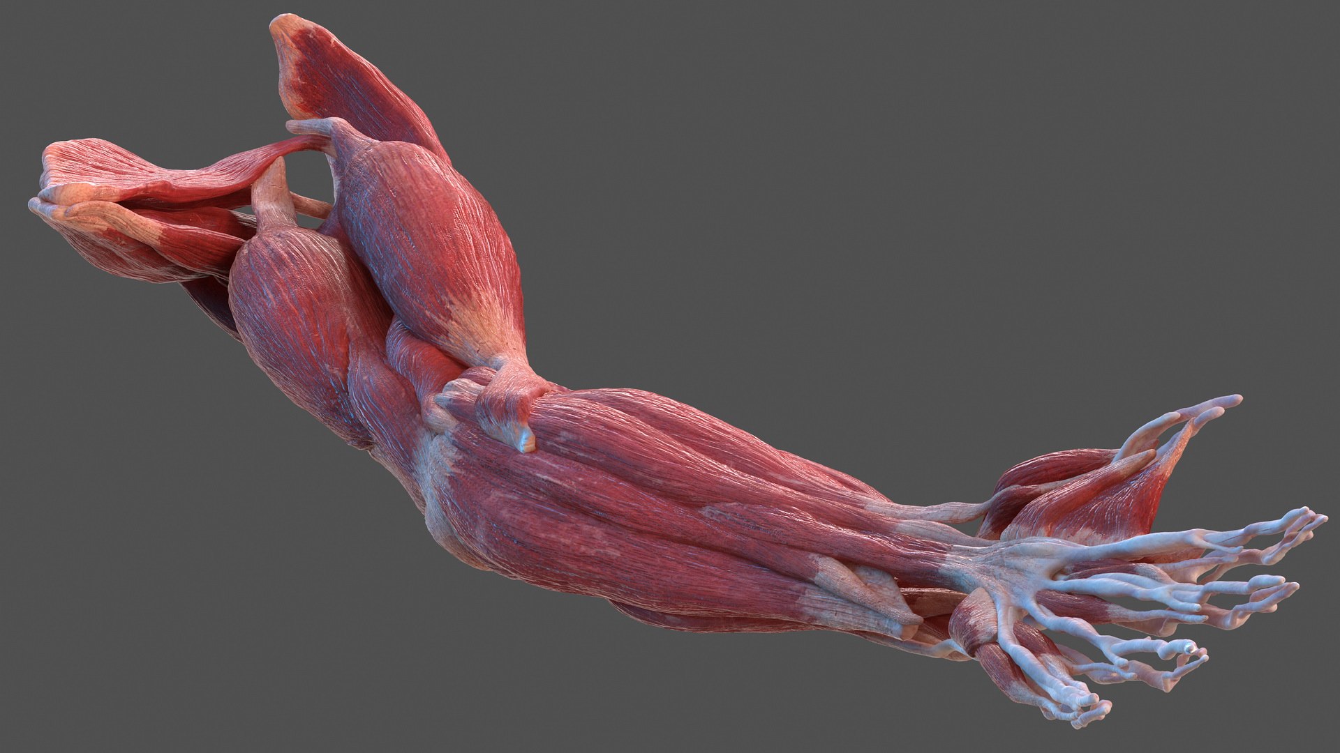 3D Male Arm Muscular - TurboSquid 1466619