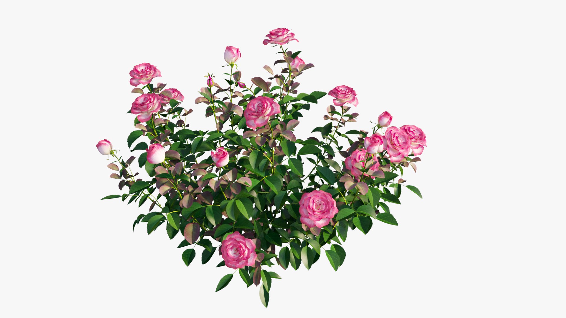 3D Plant Rose Set 01 - TurboSquid 1536568