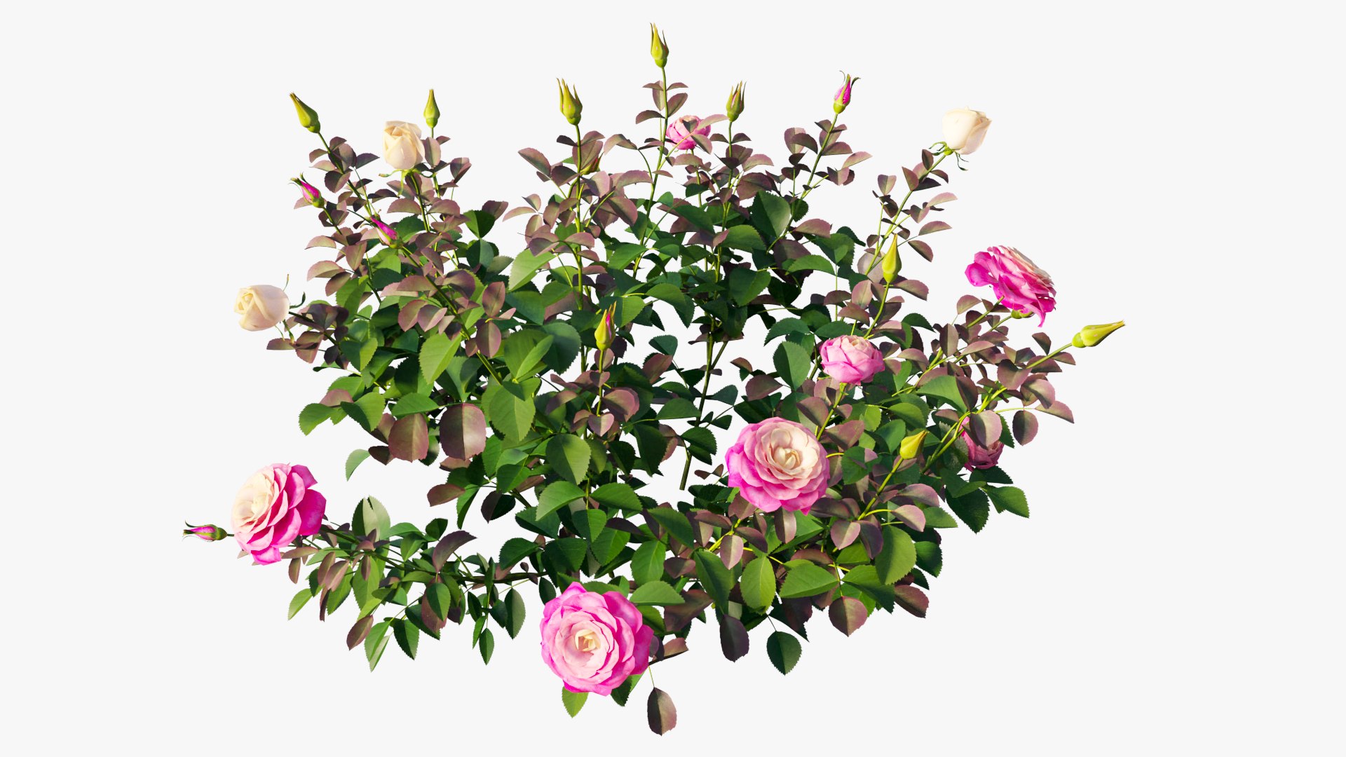 3D Plant Rose Set 01 - TurboSquid 1536568