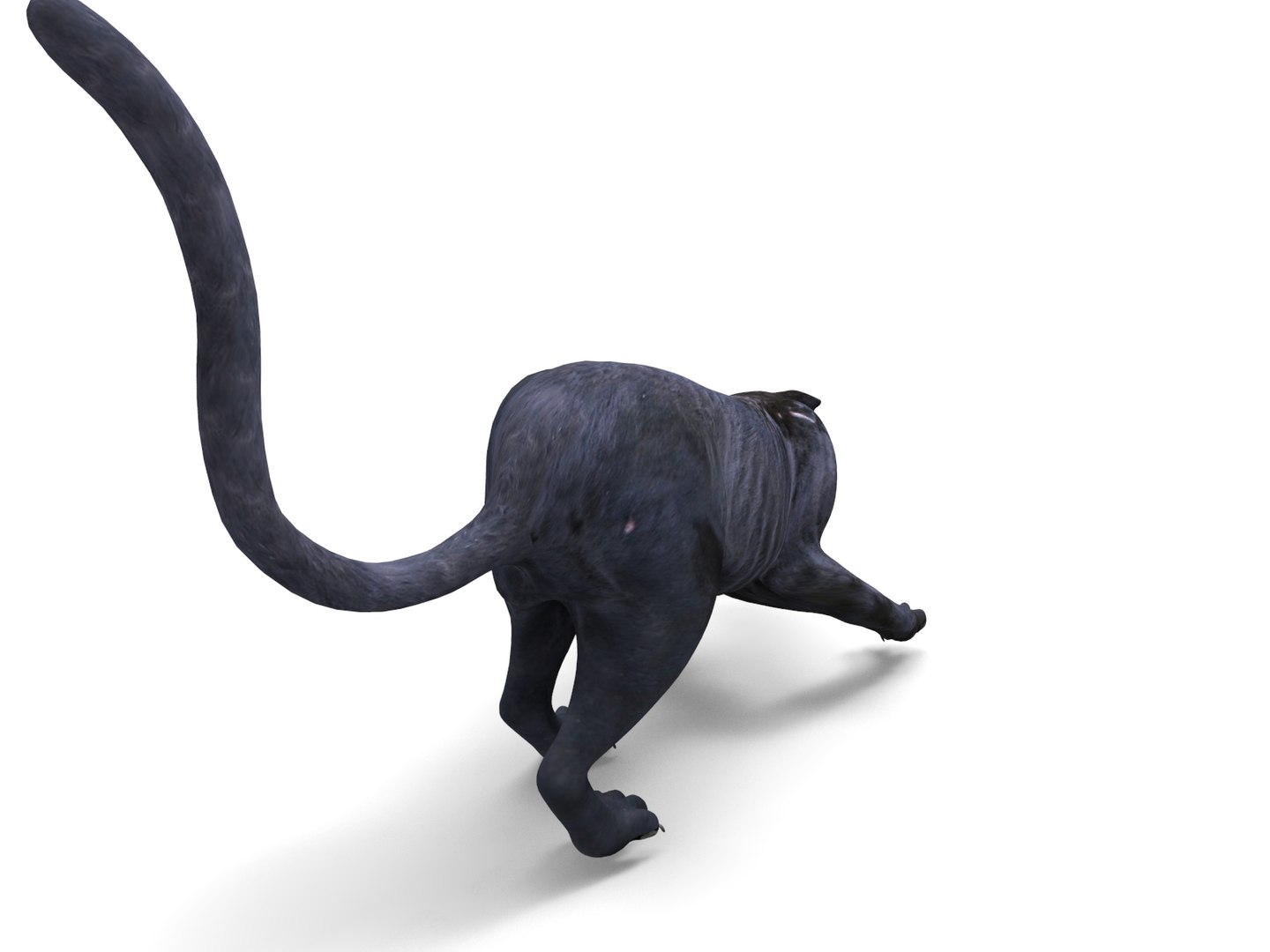 3D panther rigged animation model - TurboSquid 1289582