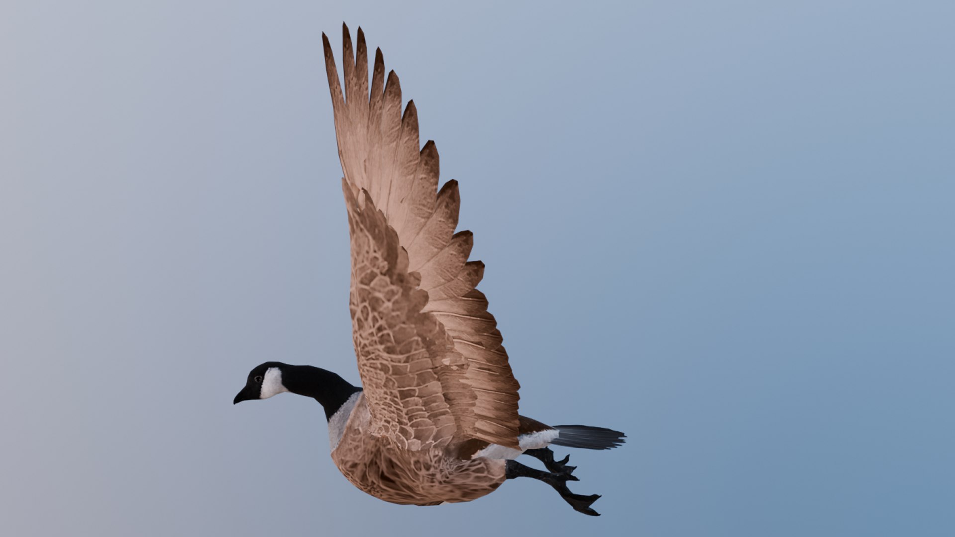3D Small Cackling Goose - TurboSquid 2419697