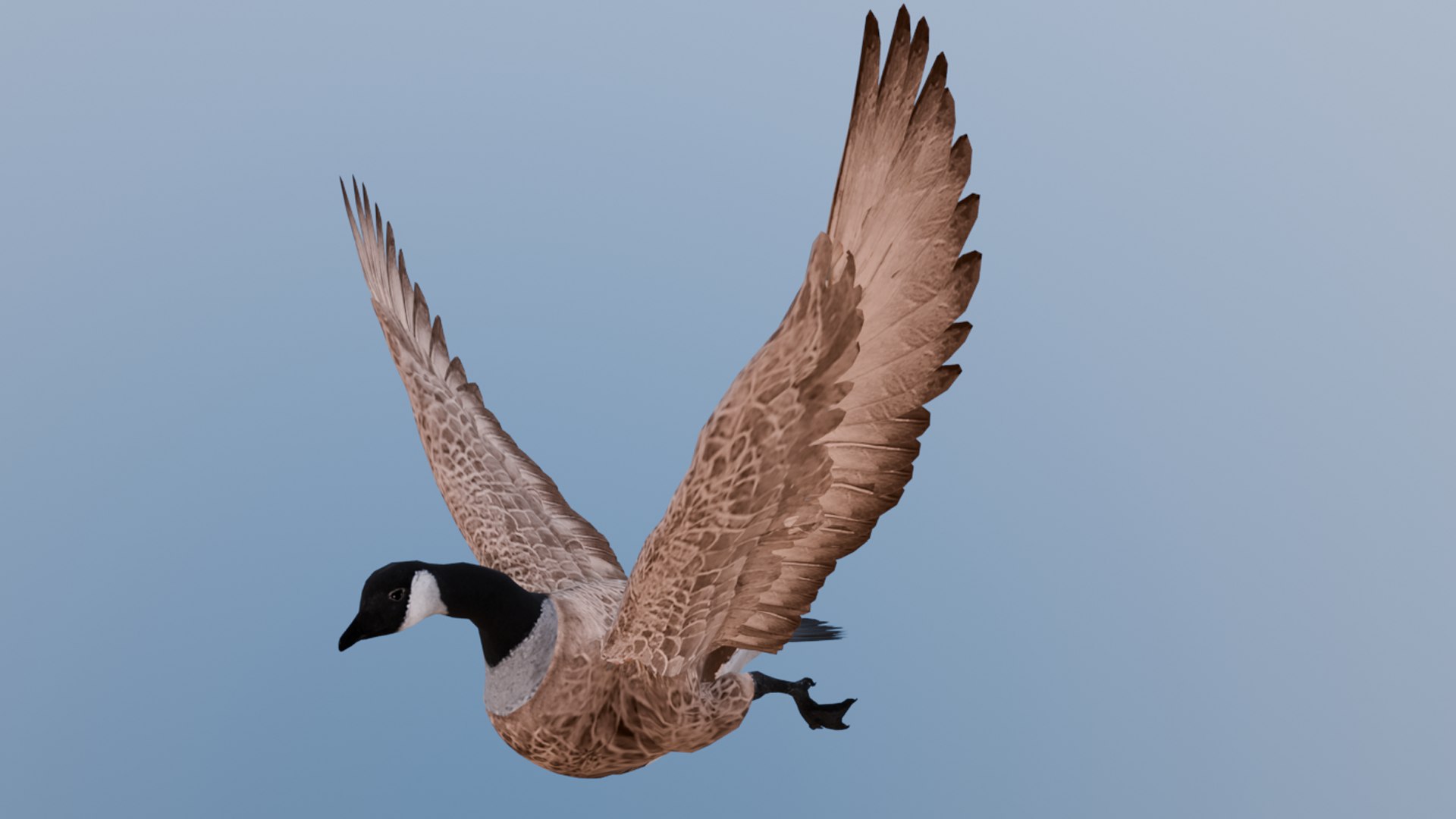 3D Small Cackling Goose - TurboSquid 2419697