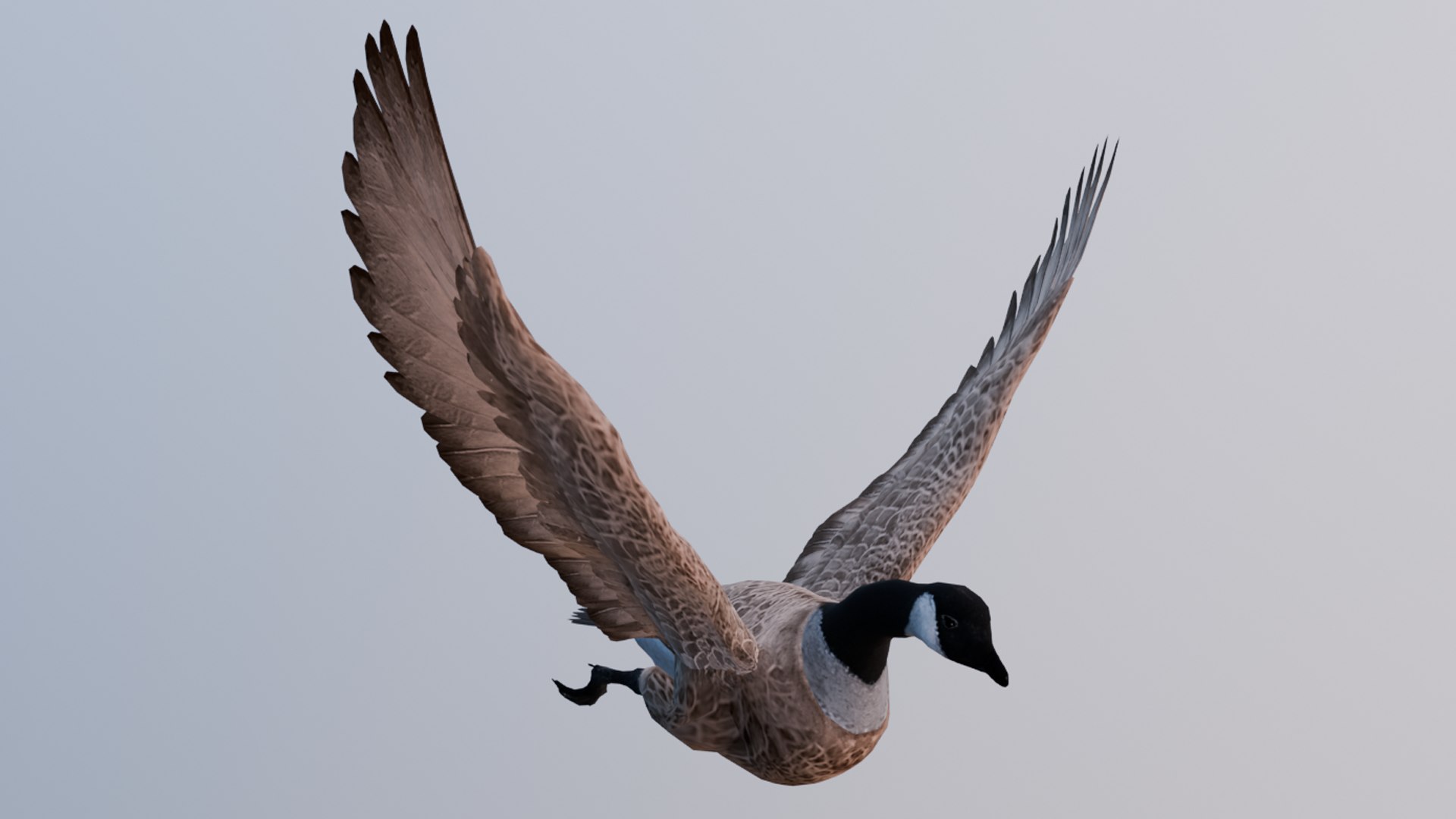 3D Small Cackling Goose - TurboSquid 2419697