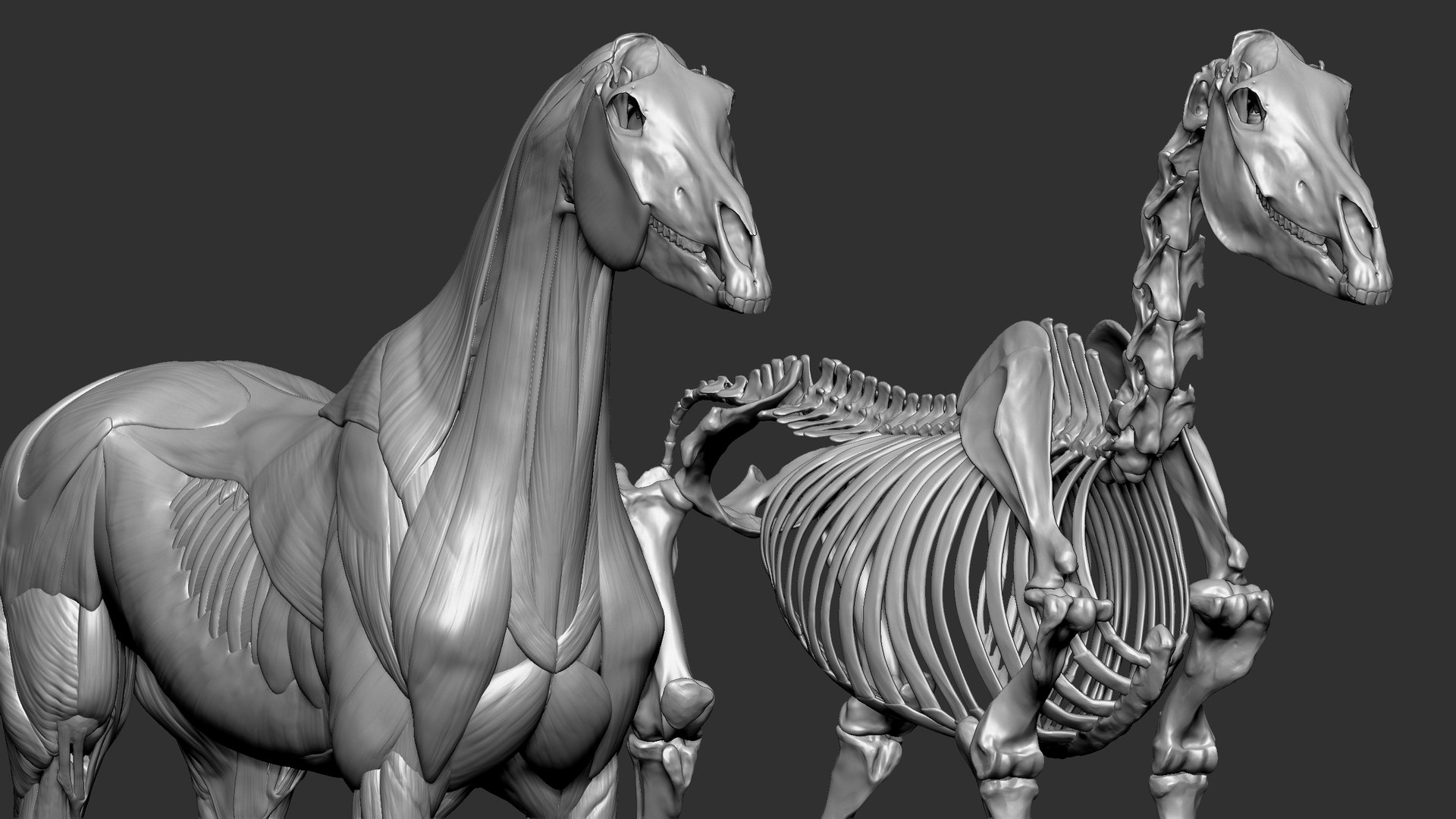 Arabian Horse Textured VFX MUSCLE SIMULATION 3D Model - TurboSquid 1878639