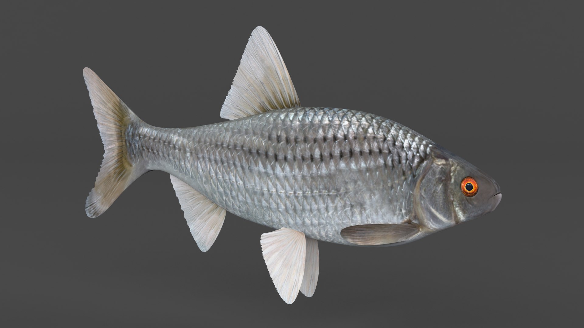 Fish Vobla 3D Model - TurboSquid 2141509
