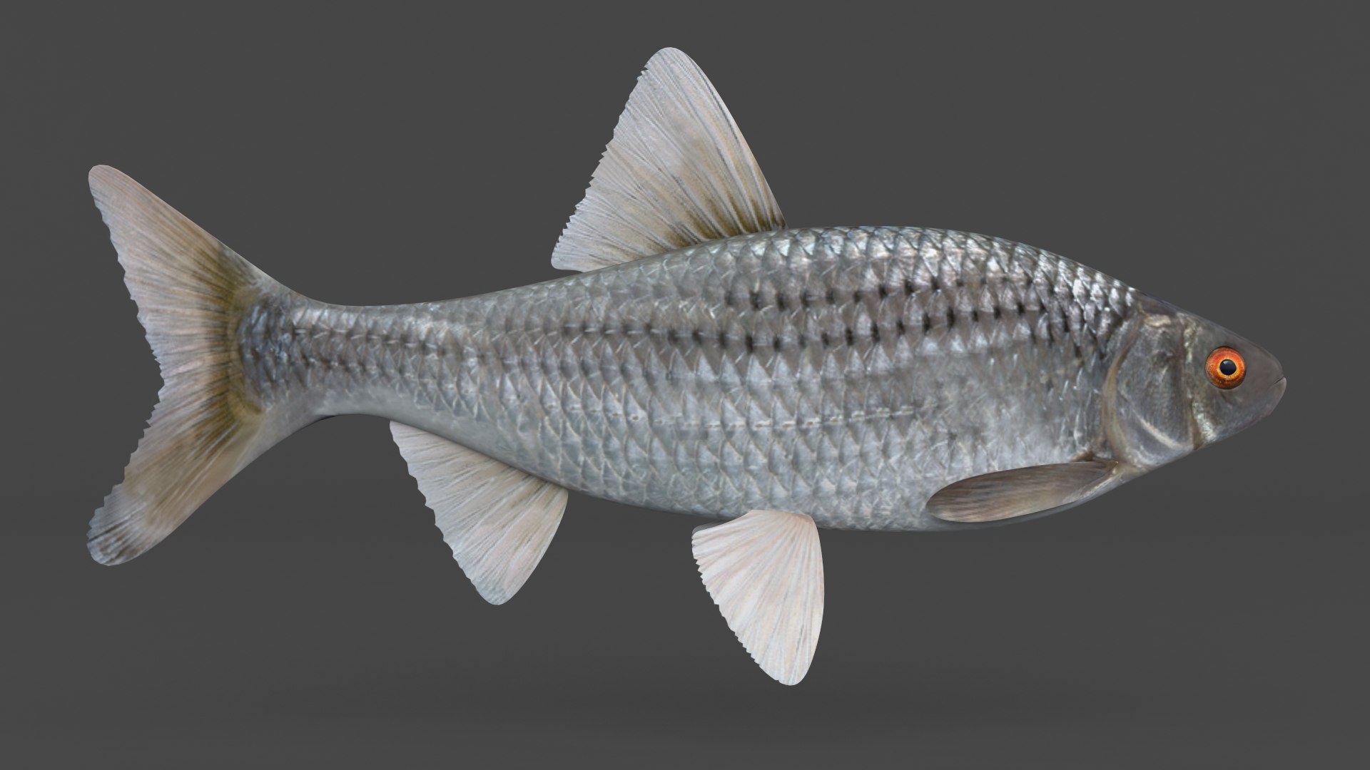 Fish Vobla 3D Model - TurboSquid 2141509