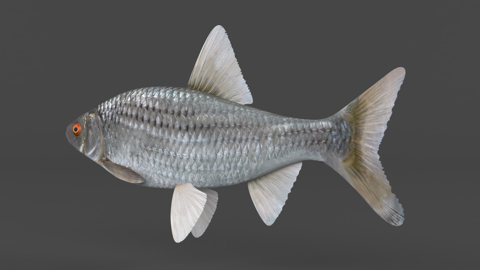 Fish Vobla 3D Model - TurboSquid 2141509