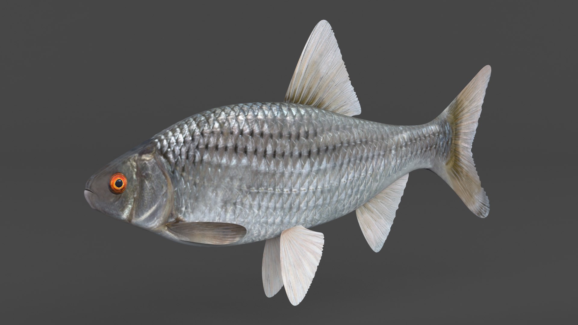 Fish Vobla 3D Model - TurboSquid 2141509