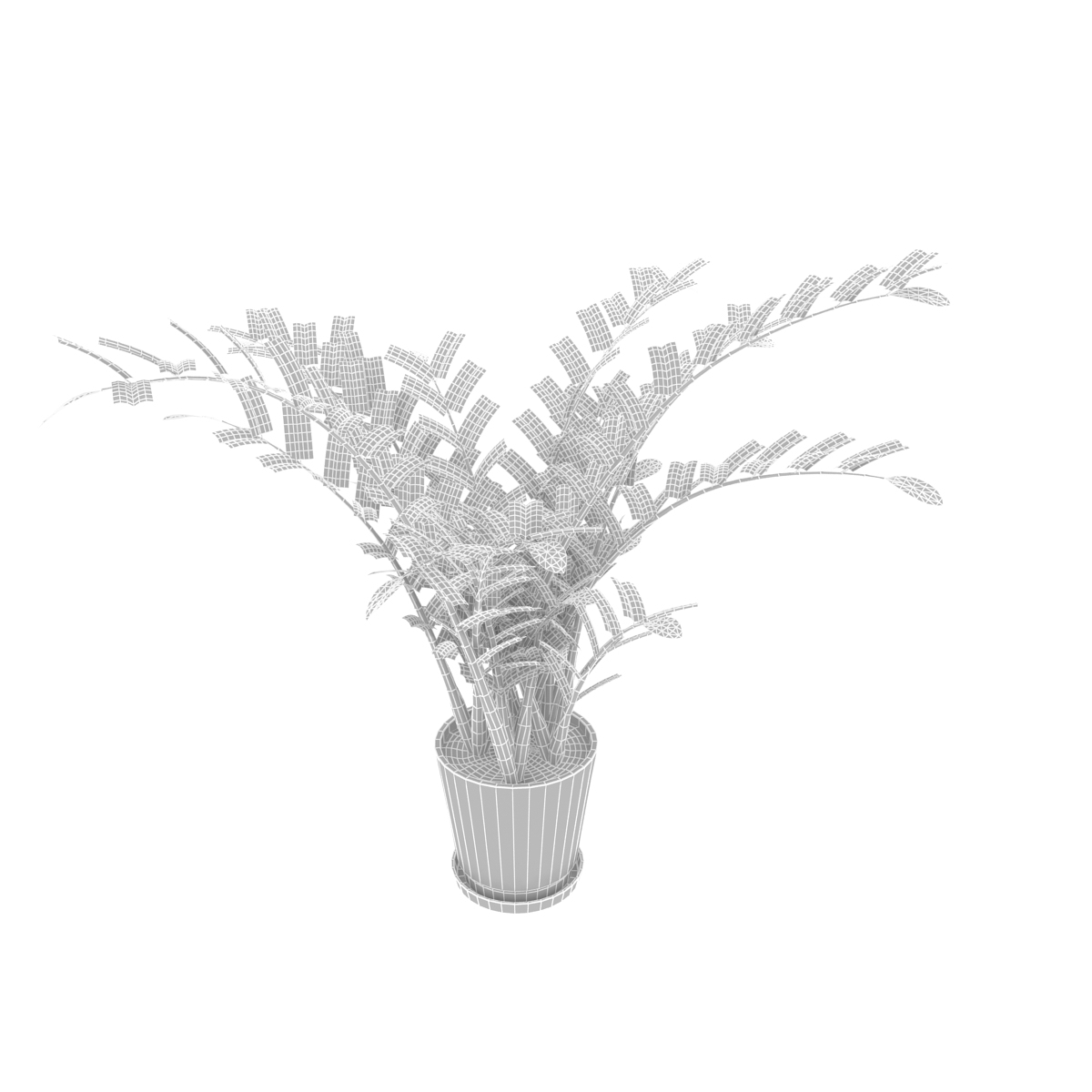 max zamioculcas