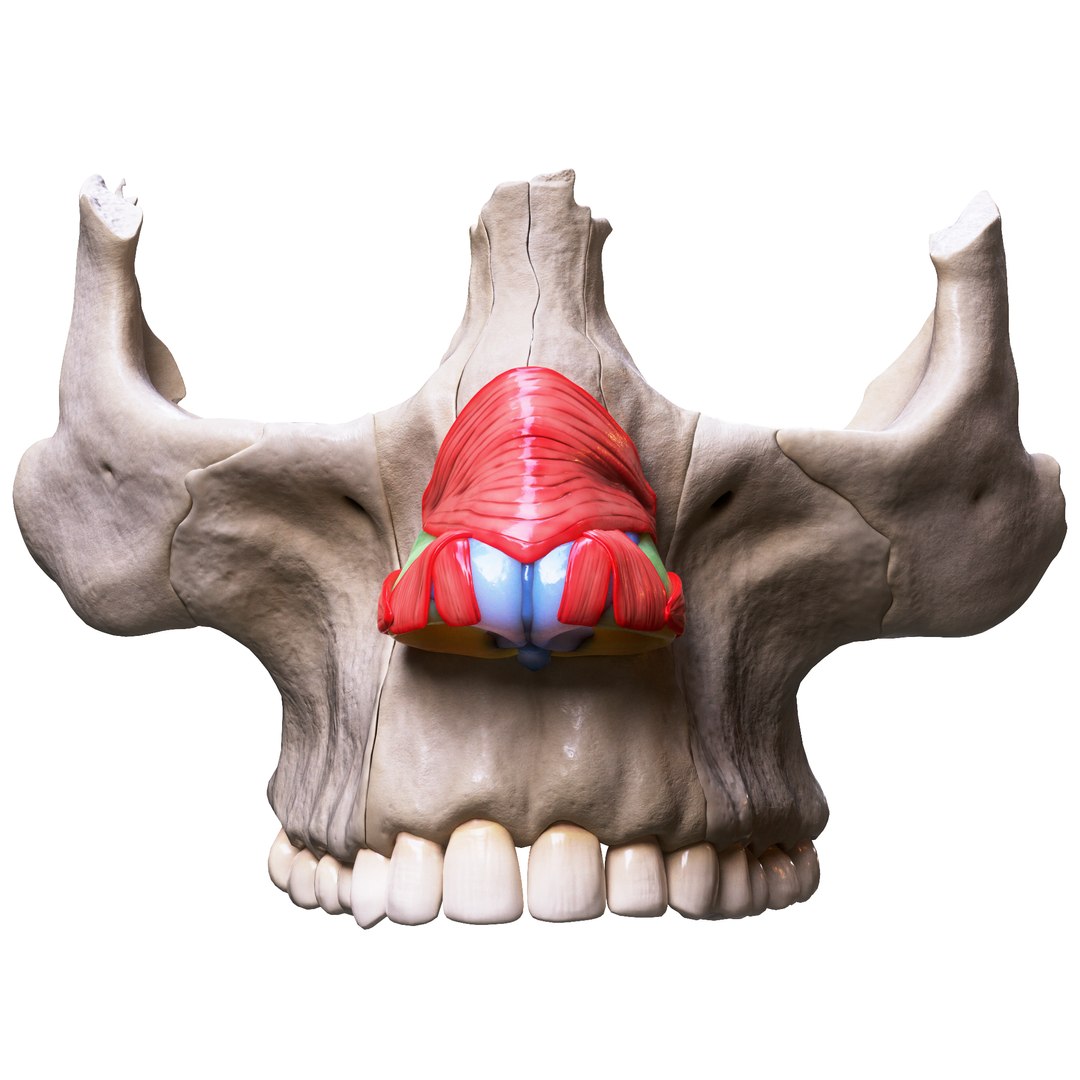 3D Nasal Human Anatomy Structure - TurboSquid 1831679