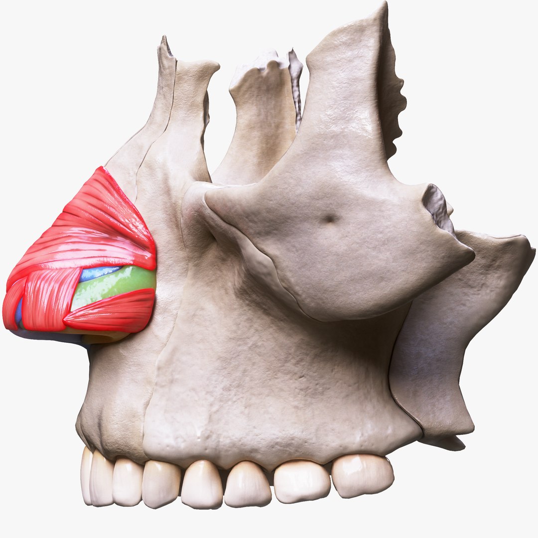 3D Nasal Human Anatomy Structure - TurboSquid 1831679