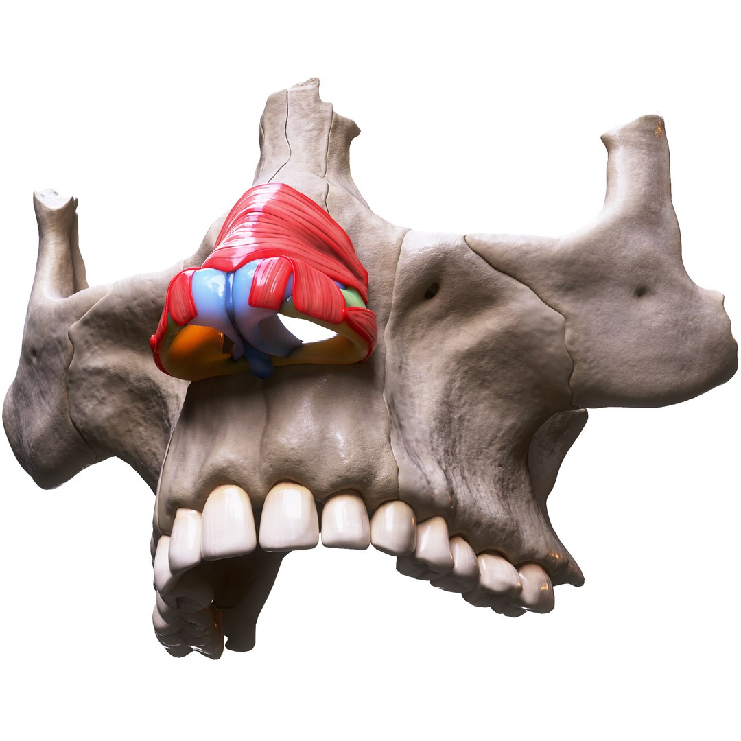 3D Nasal Human Anatomy Structure - TurboSquid 1831679