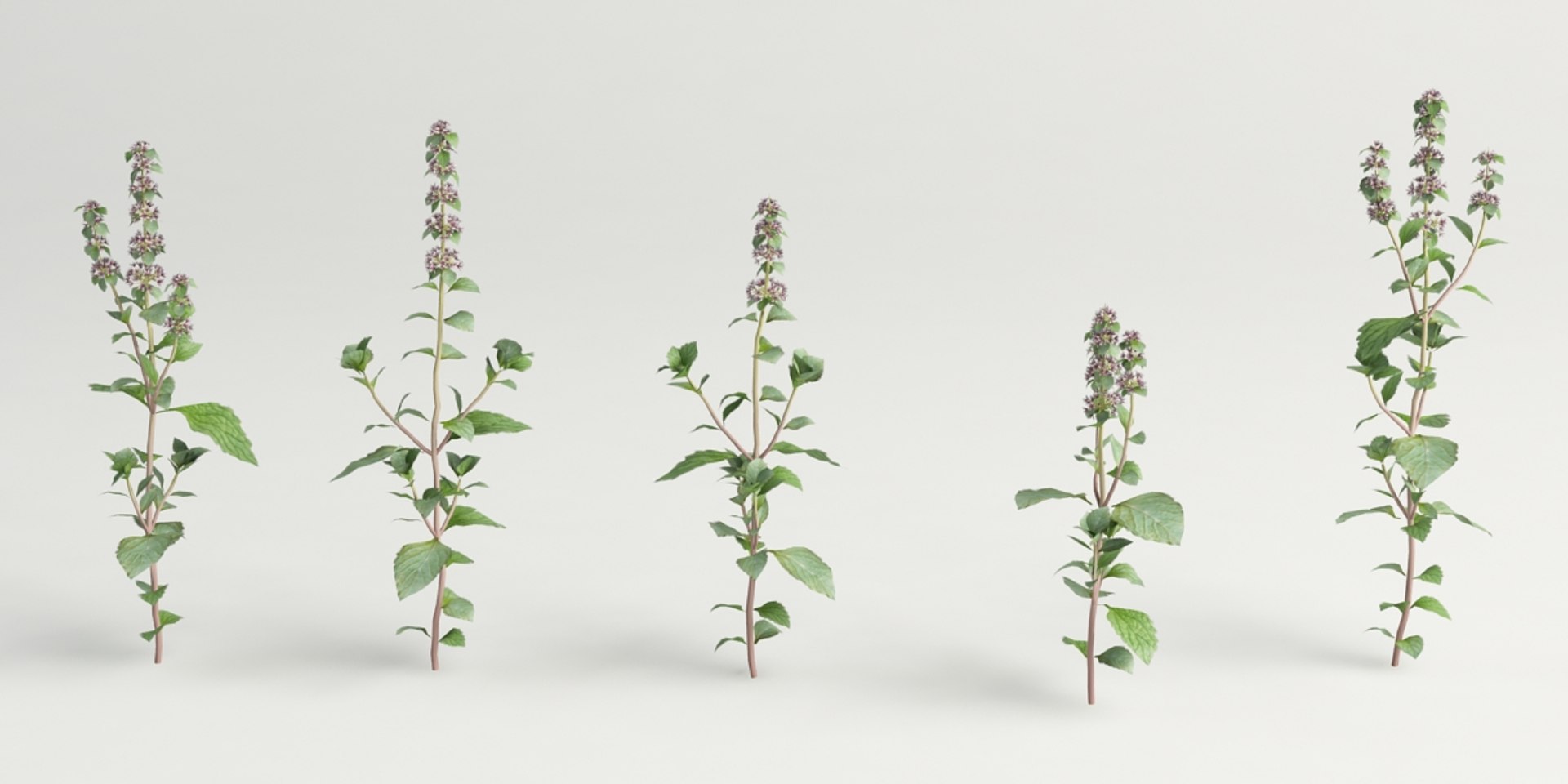 3ds Max Peppermint Mint