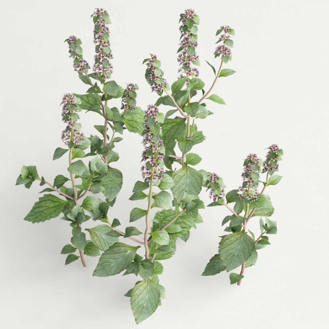 3ds Max Peppermint Mint