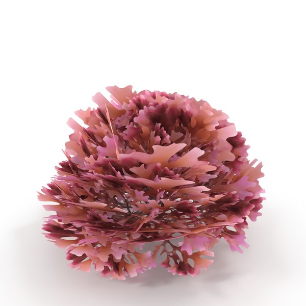 modelo 3d Algas rojas V2 - TurboSquid 1811555