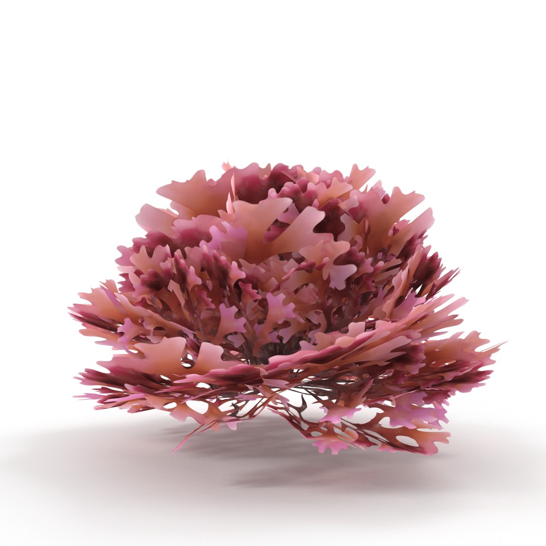 3D Seaweed Red V2 - TurboSquid 1811555