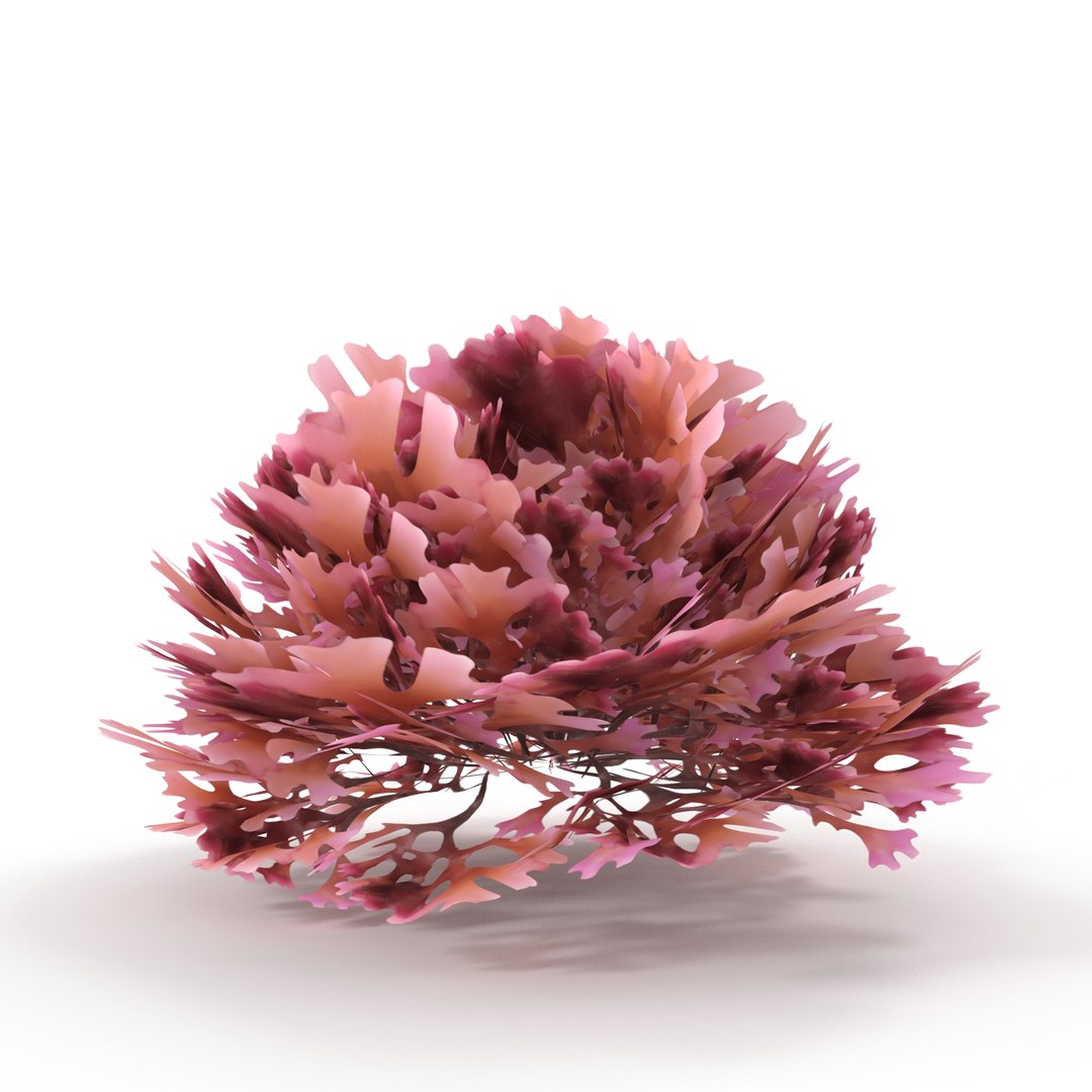 3D Seaweed Red V2 - TurboSquid 1811555