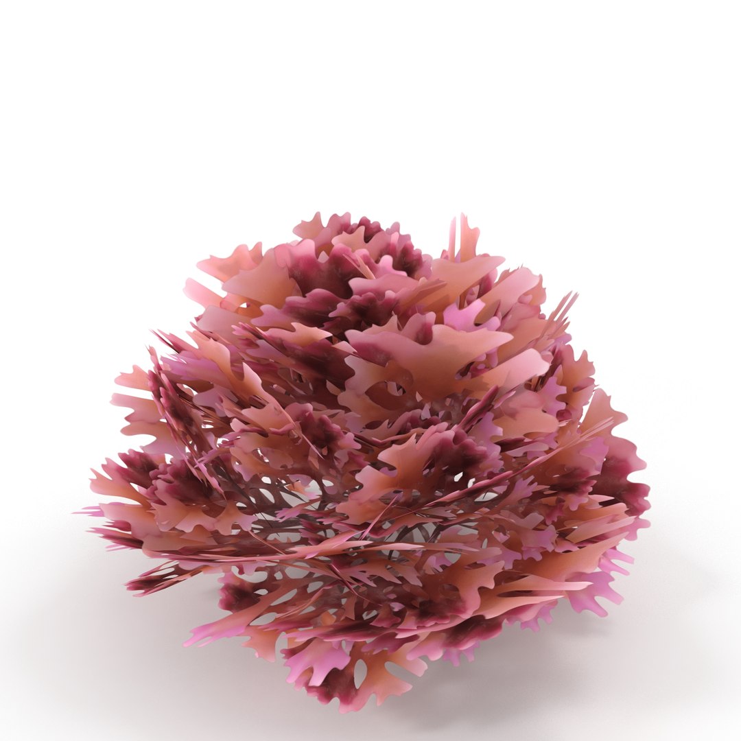 3D Seaweed Red V2 - TurboSquid 1811555