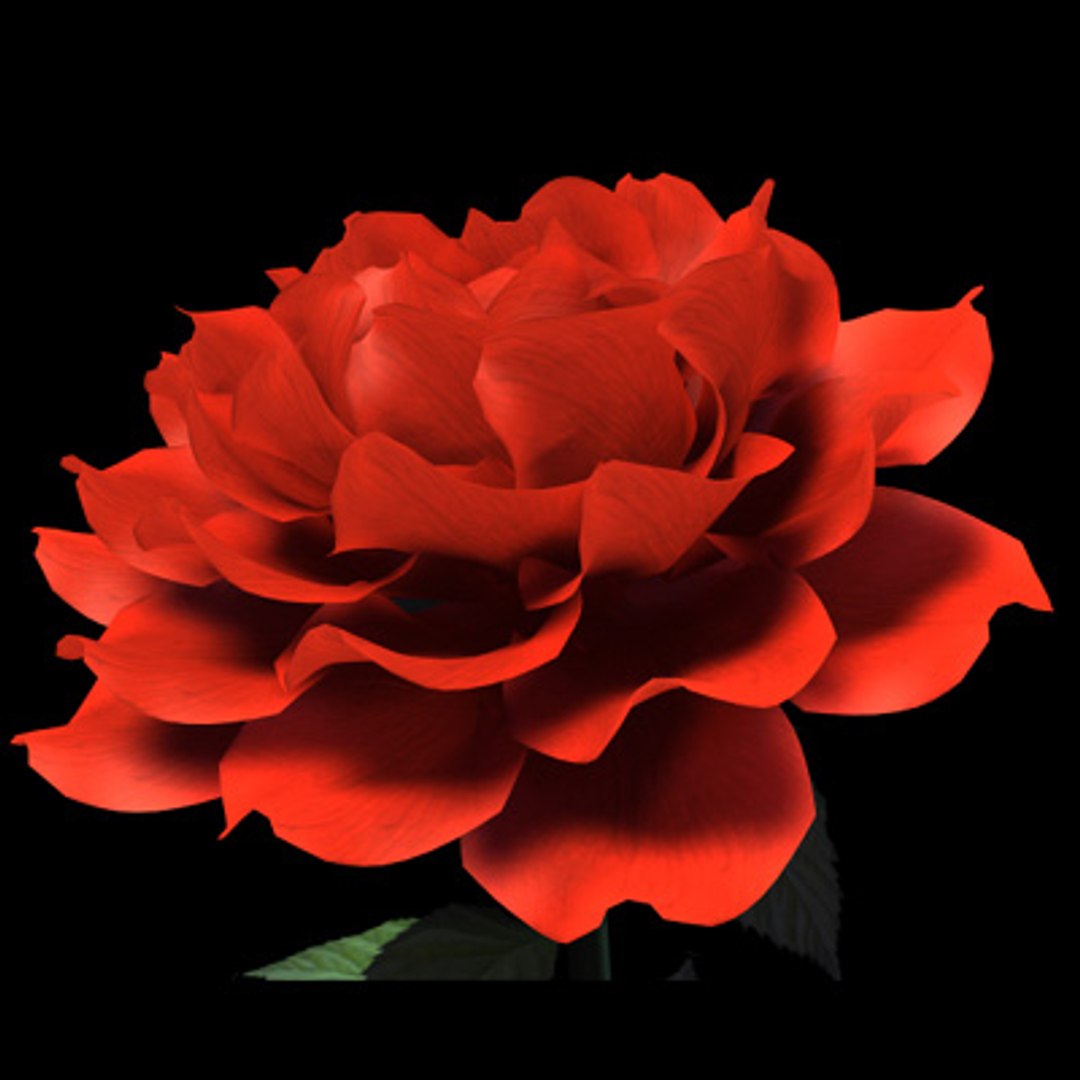 Rose flower 3D model - TurboSquid 209807