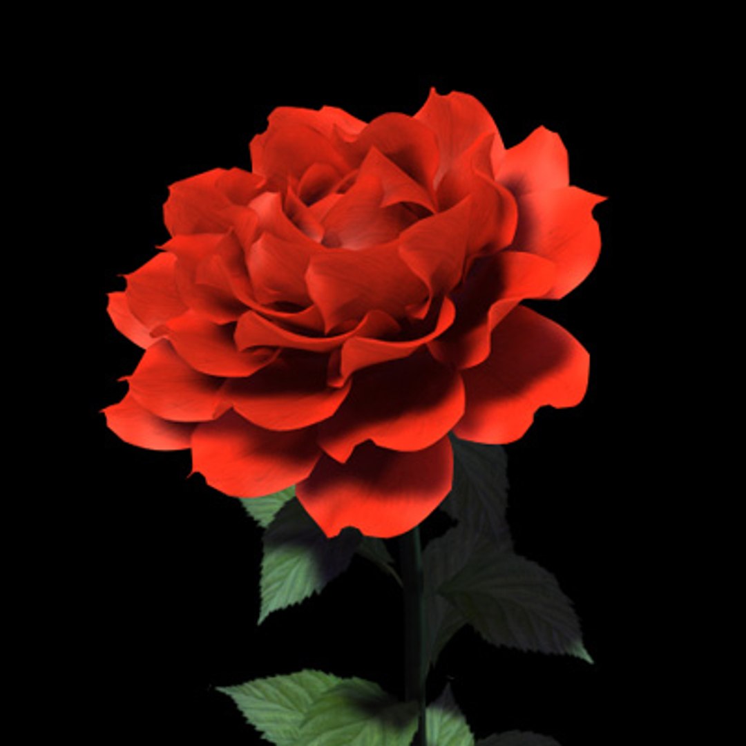 Rose Flower 3D Model - TurboSquid 209807