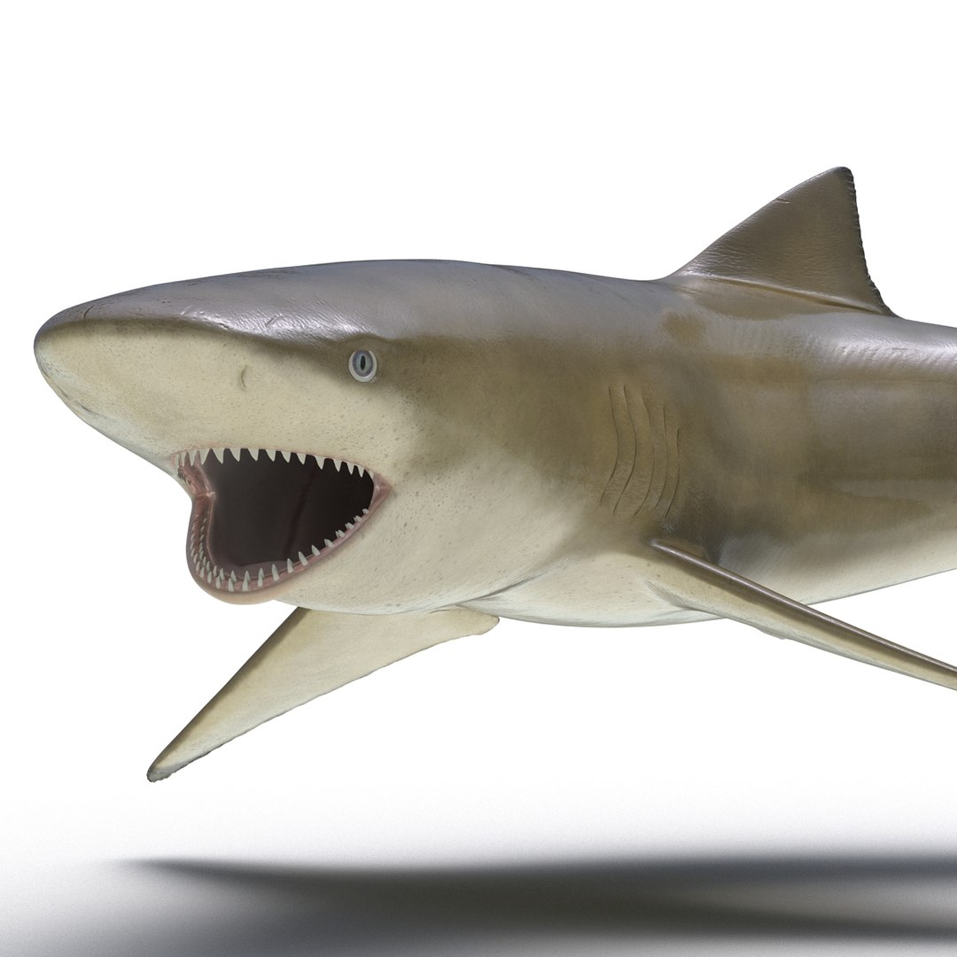 3ds sicklefin lemon shark pose