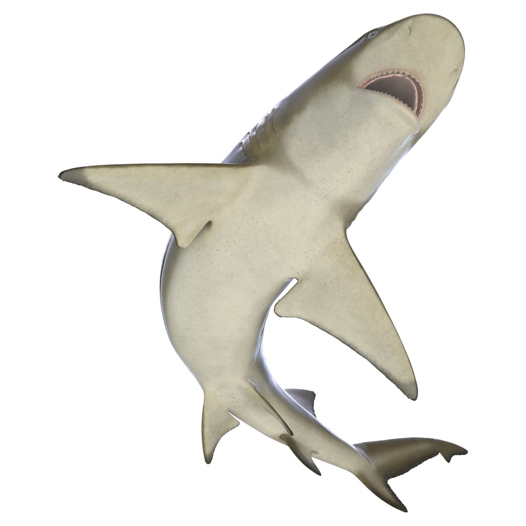 3ds sicklefin lemon shark pose