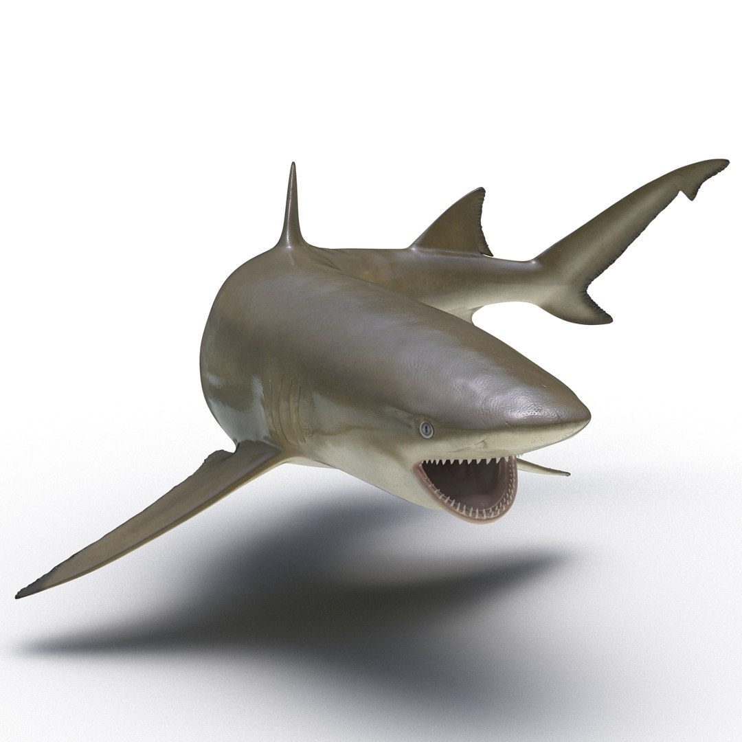 3ds sicklefin lemon shark pose