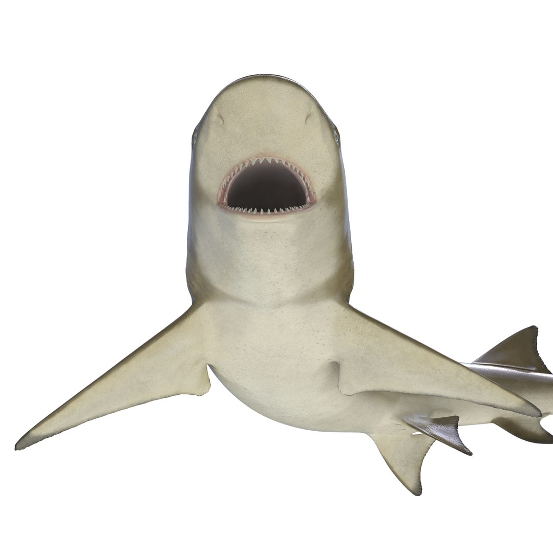 3ds sicklefin lemon shark pose