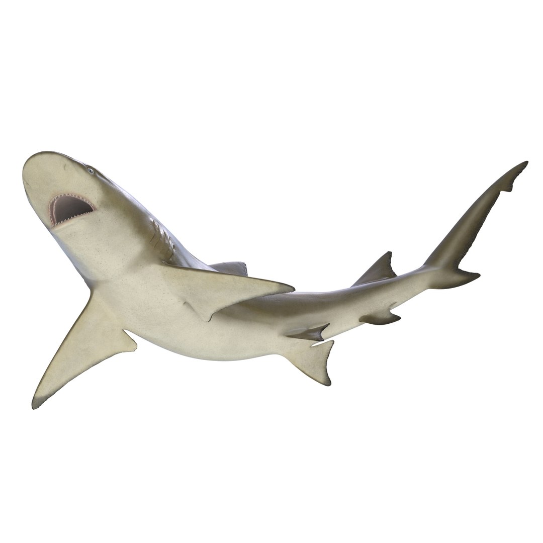 3ds sicklefin lemon shark pose