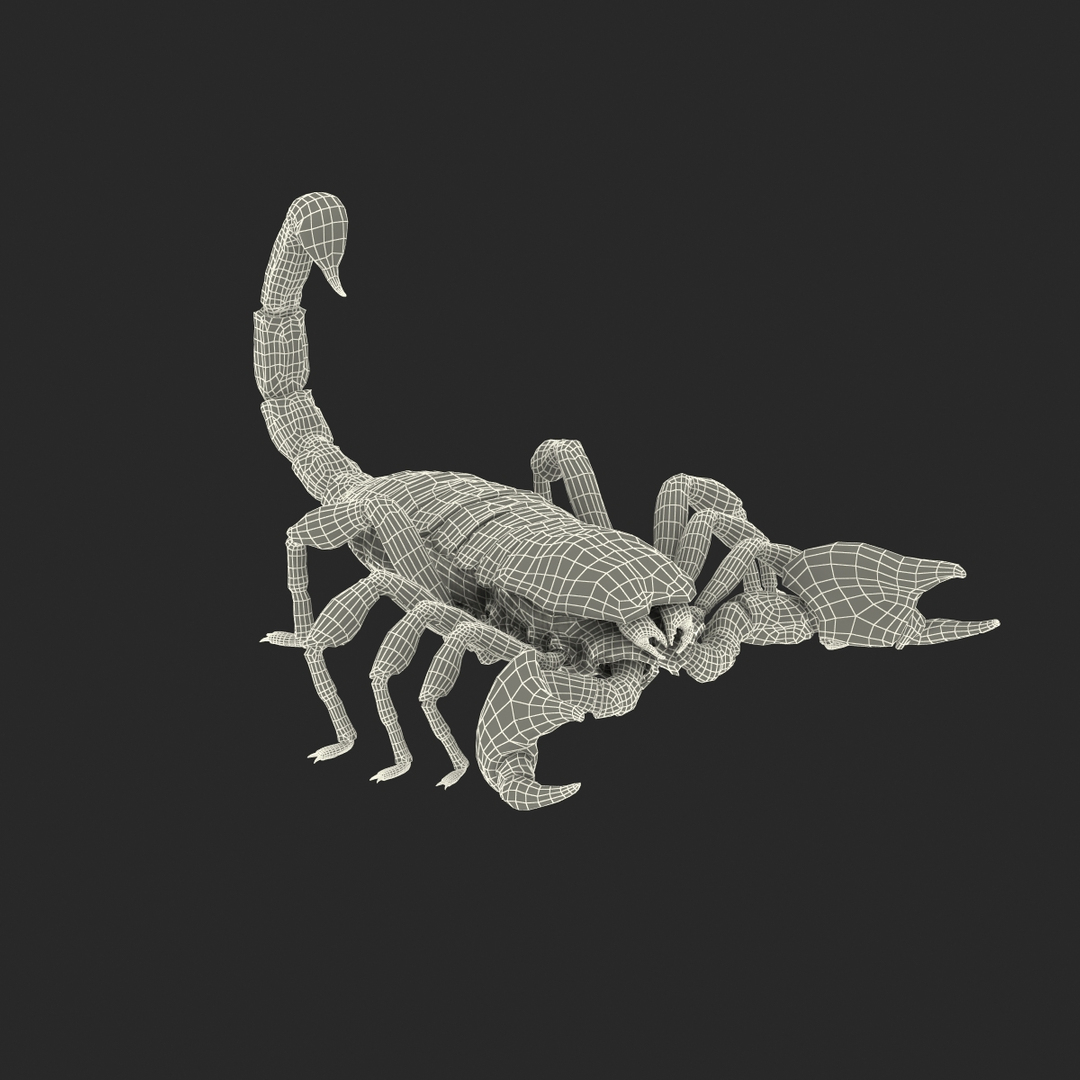 modelo 3d Scorpion Rigged Cinema 4D - TurboSquid 1101521