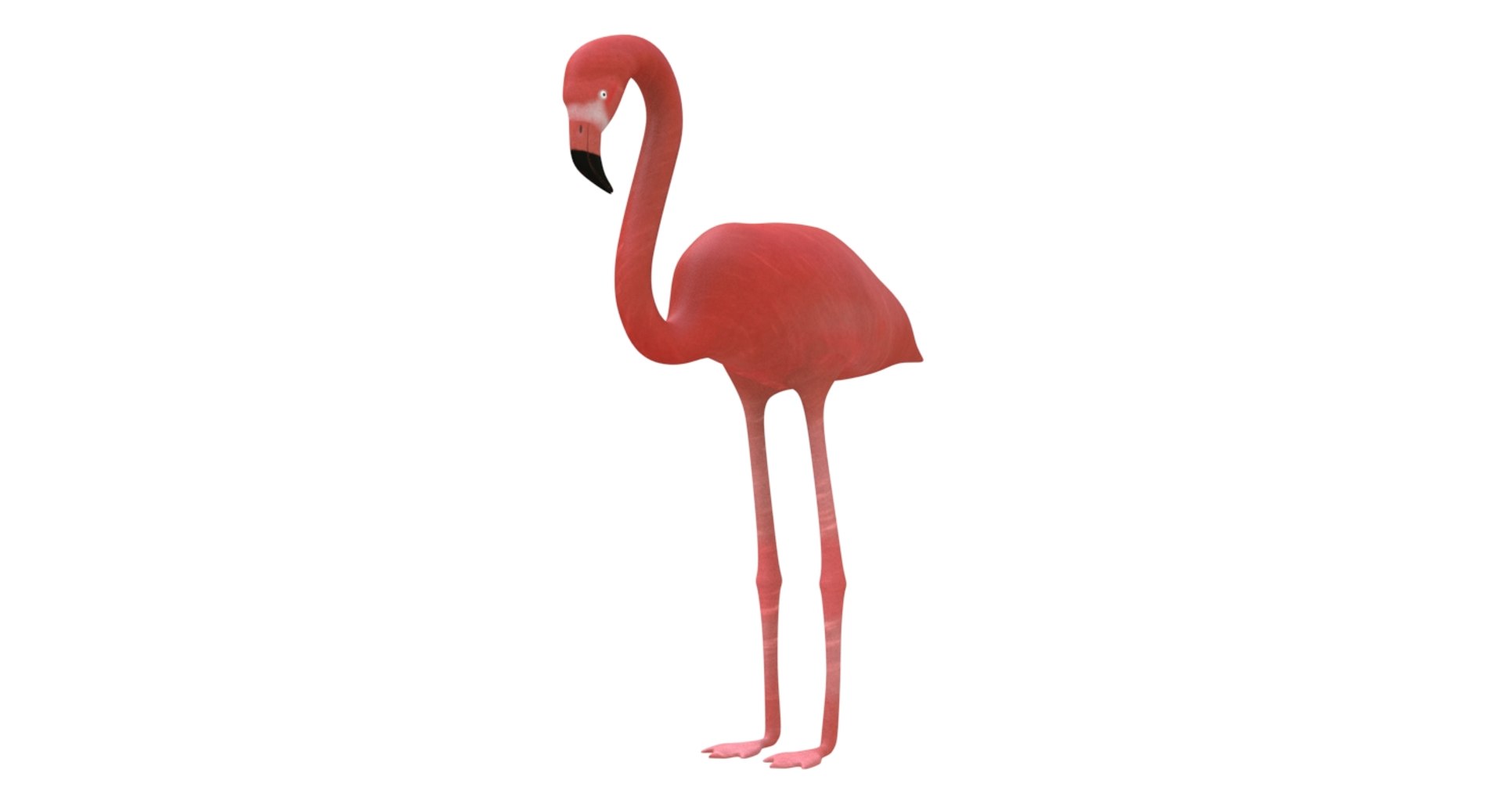 3d Flamingo