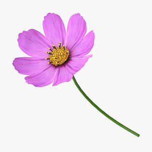 Aster 3D Models for Download | TurboSquid