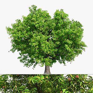 Mango Tree 3D Models for Download | TurboSquid