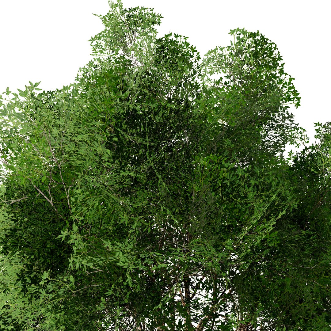 Realistic Mango Tree Asset Model - TurboSquid 2287823