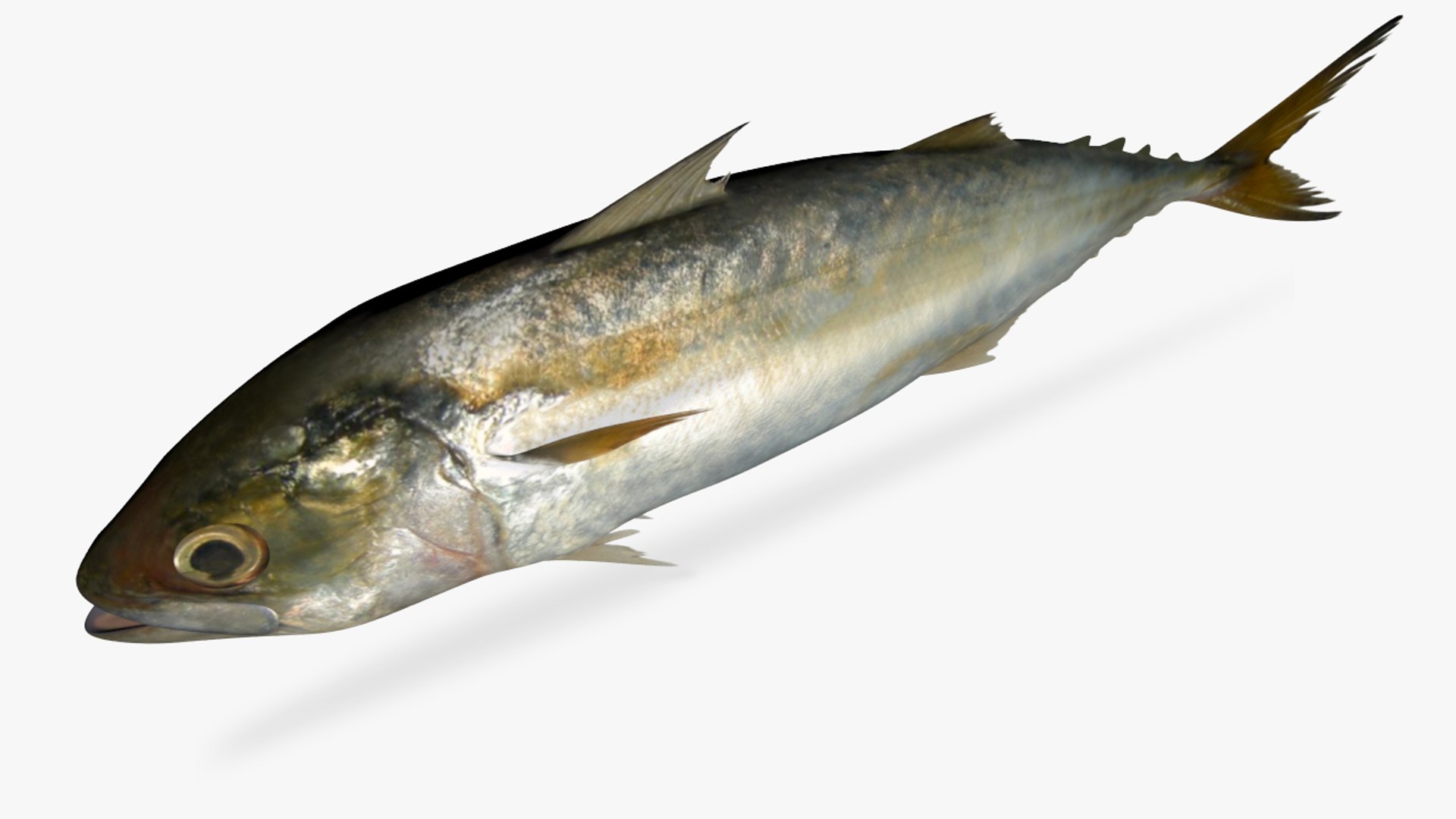 Indian Mackerel Bangada 3D Model - TurboSquid 1309509
