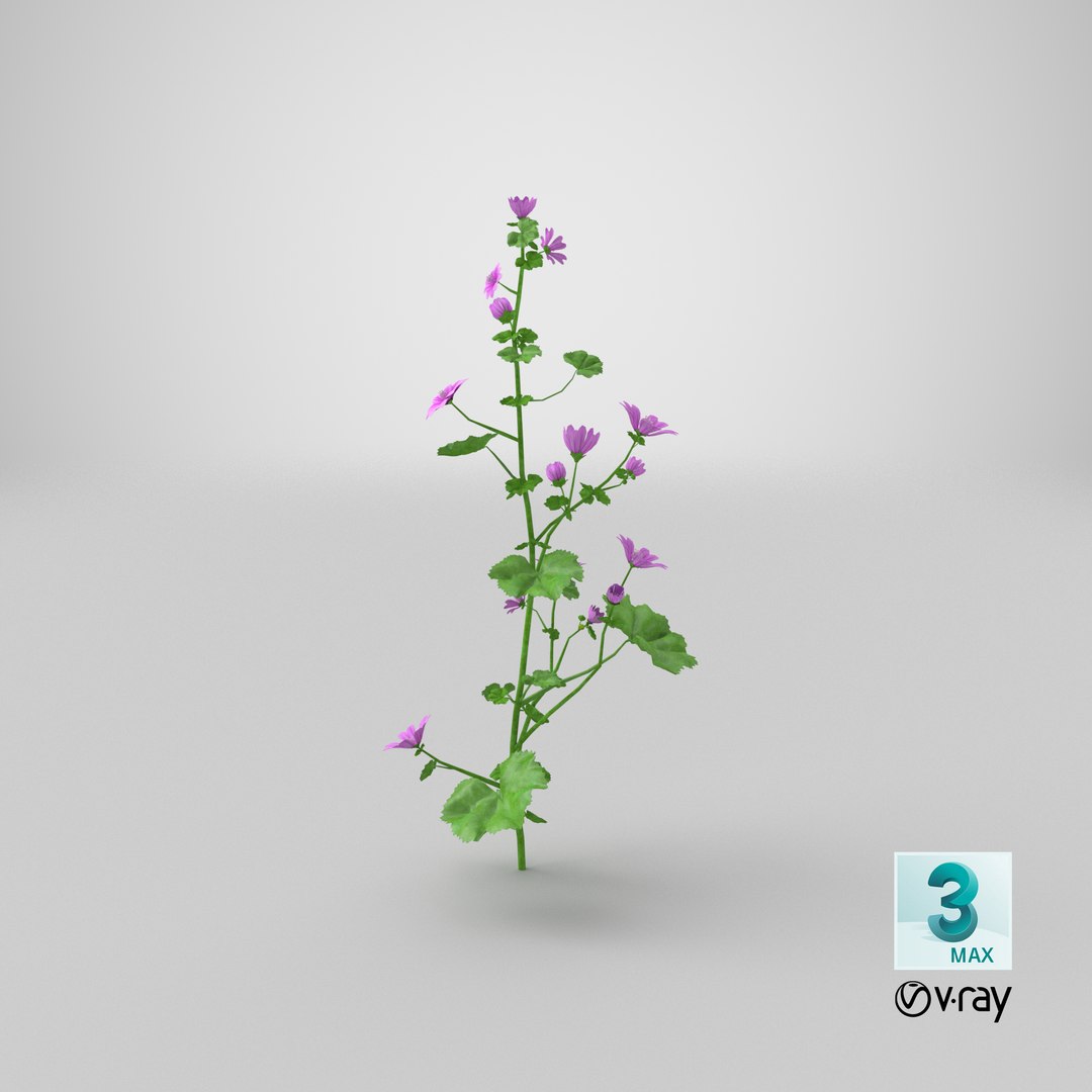 Malva plant mallow 3D - TurboSquid 1619152