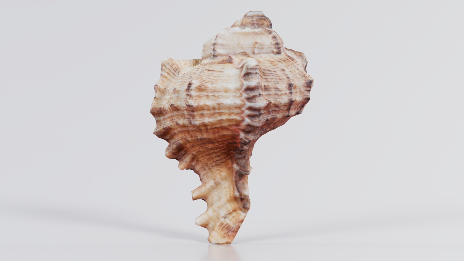 Shell Remastered Model - TurboSquid 2359836