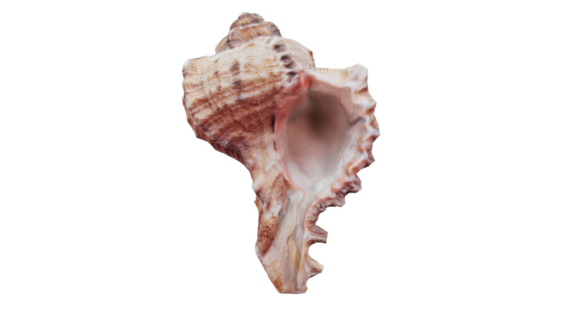 Shell Remastered Model - TurboSquid 2359836