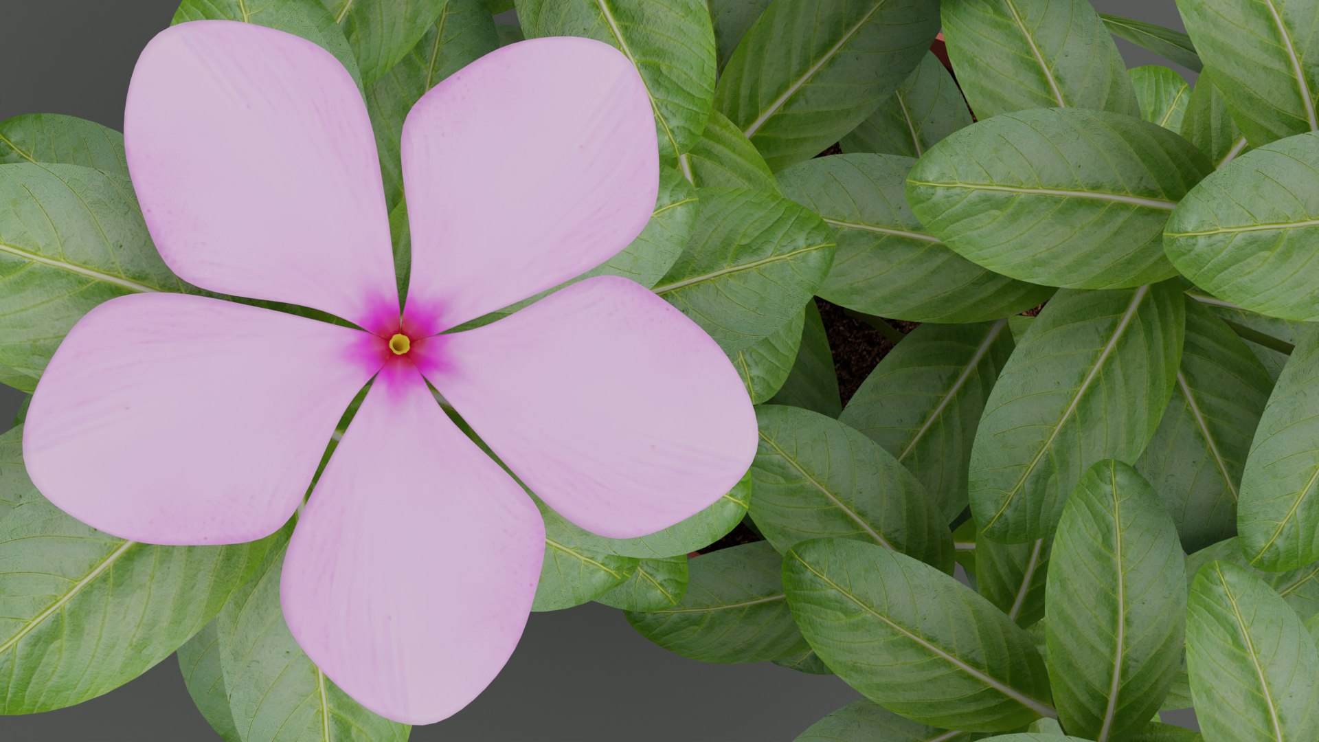 Vinca Rosia Flower 3D Model - TurboSquid 2085089