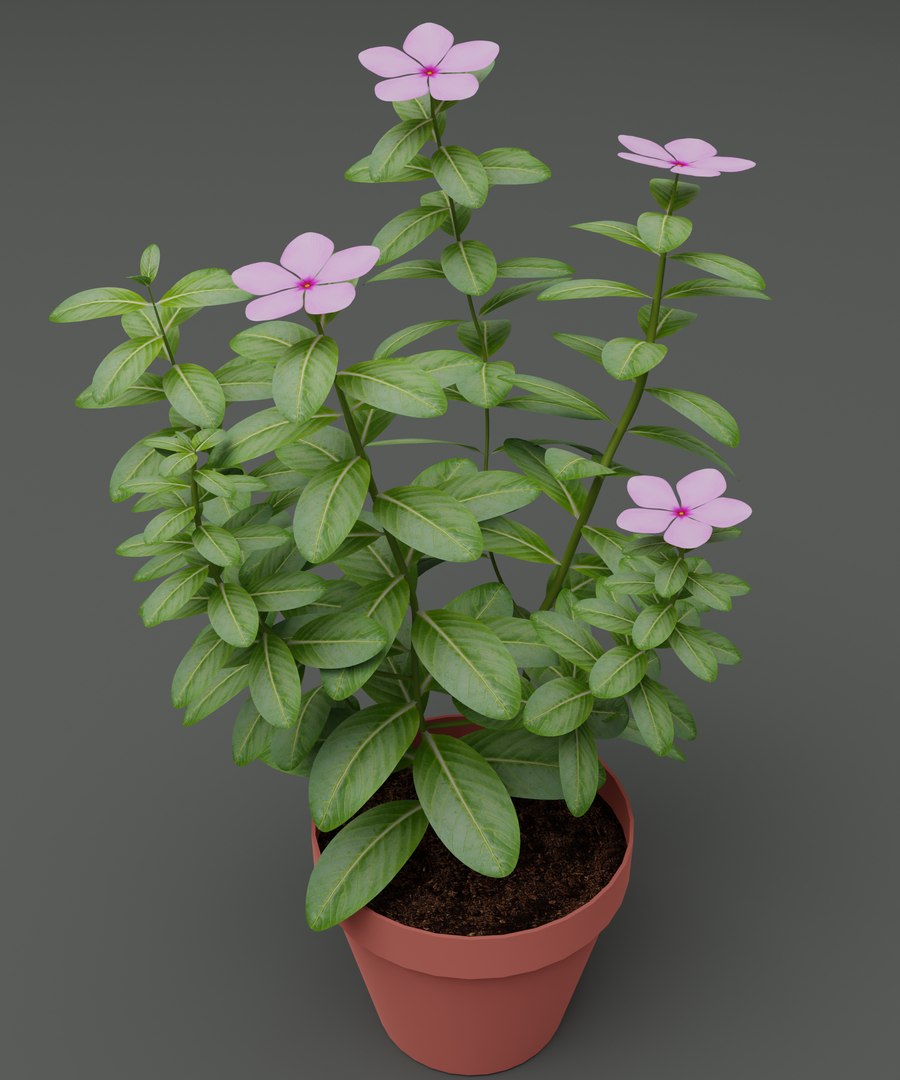 Vinca Rosia Flower 3D Model - TurboSquid 2085089
