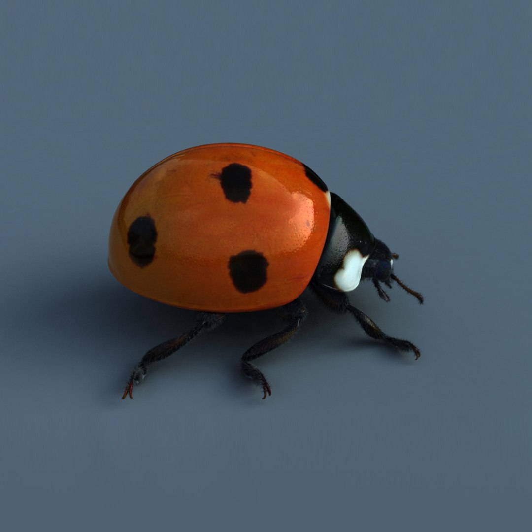 Ladybird Modelled Obj