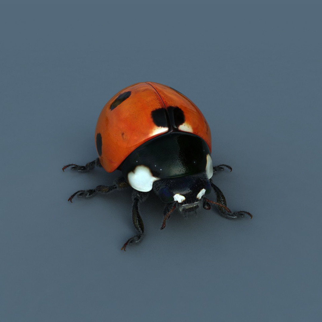 Ladybird Modelled Obj
