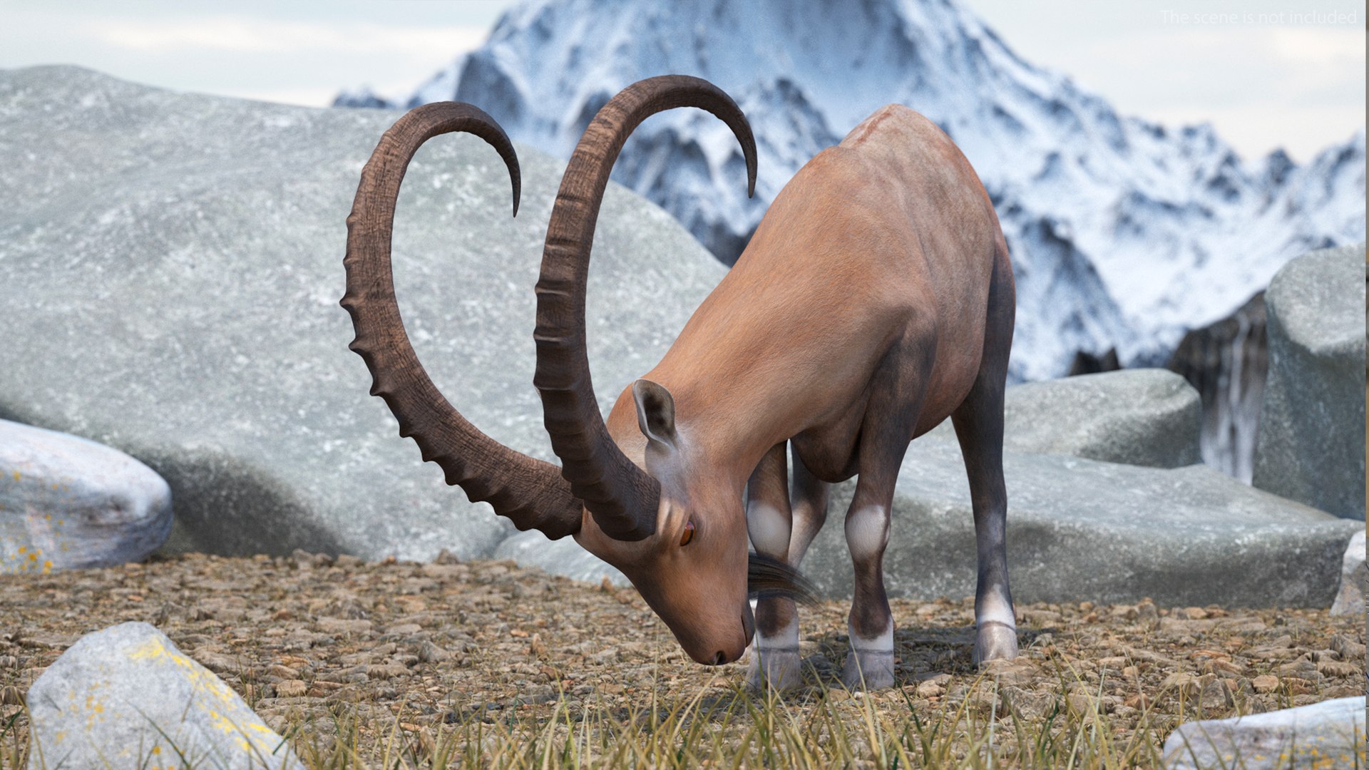 Alpine Ibex With Large Horns 3D - TurboSquid 2225827