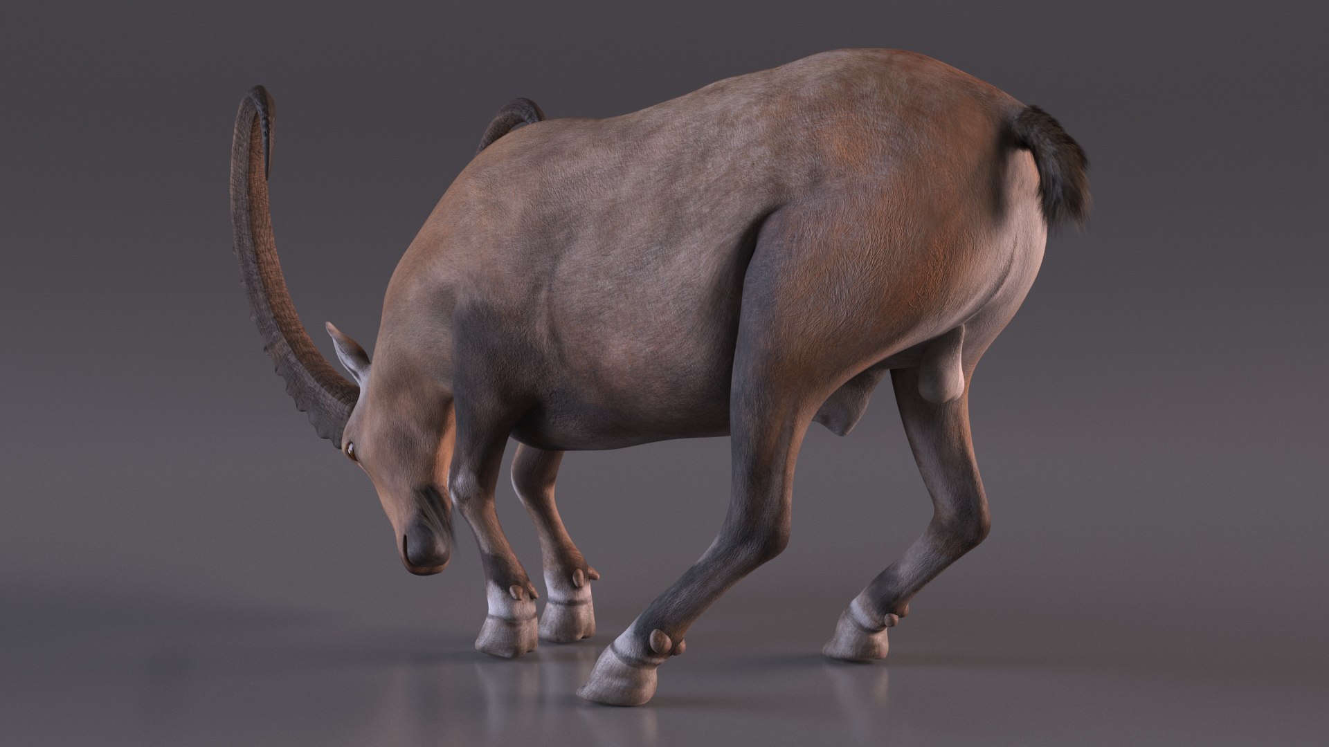 Alpine Ibex With Large Horns 3D - TurboSquid 2225827