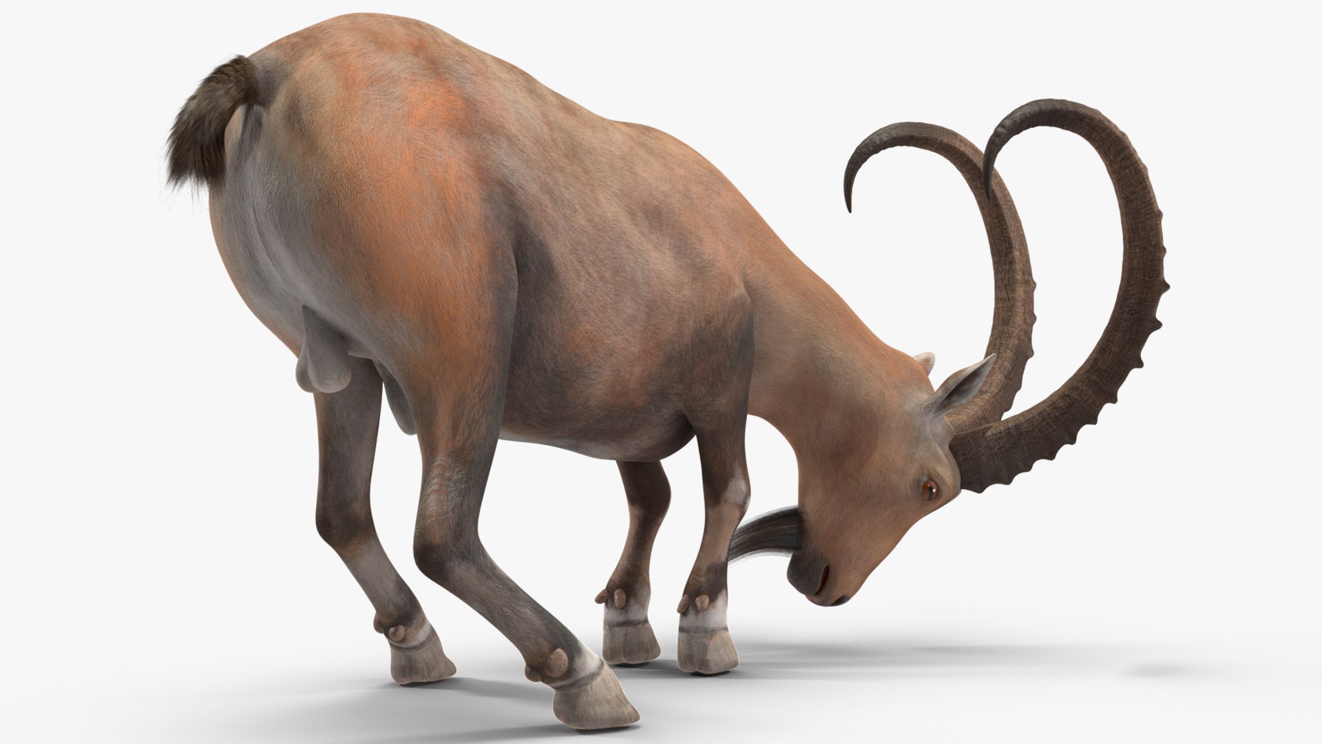 Alpine Ibex With Large Horns 3D - TurboSquid 2225827
