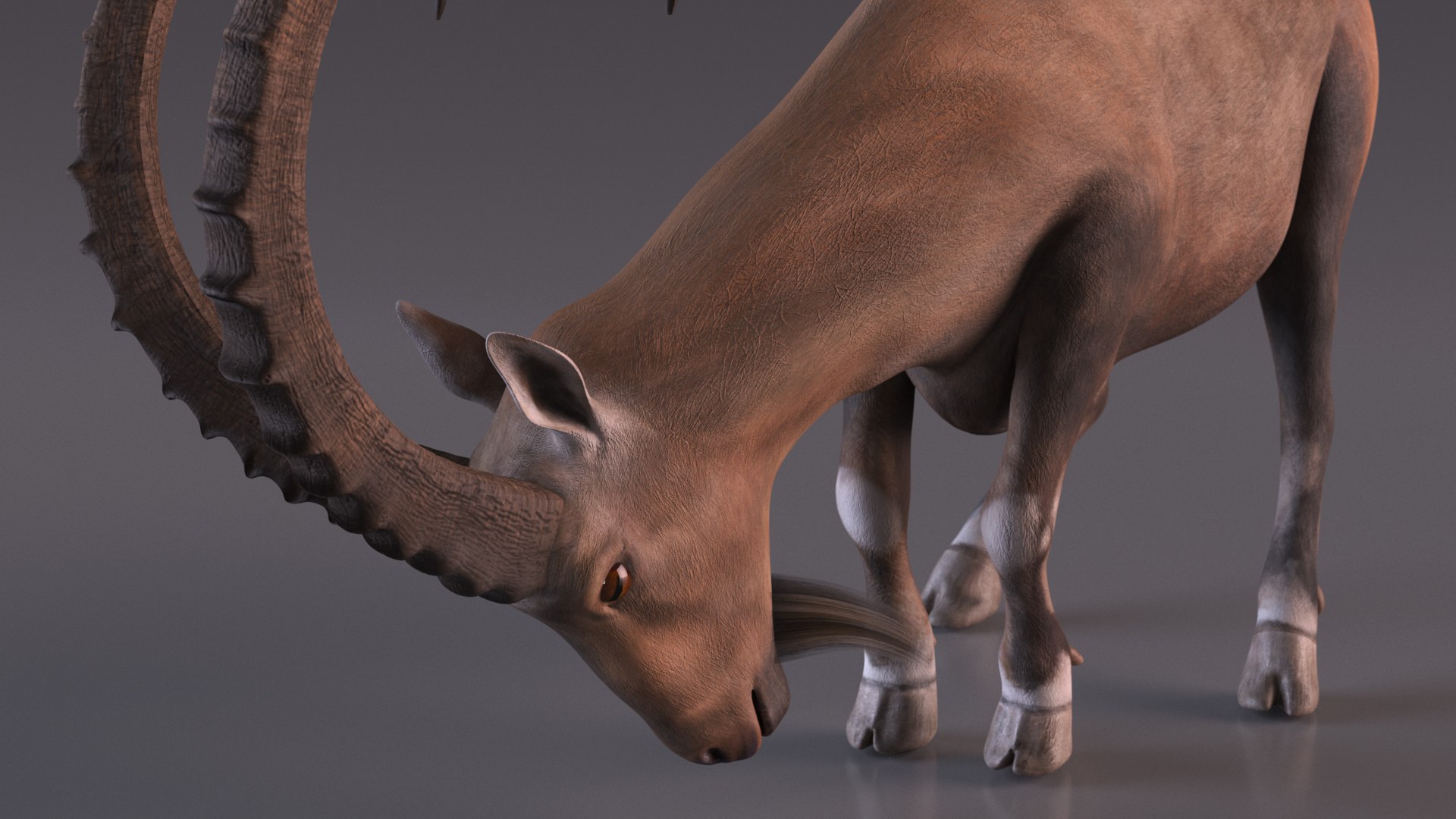 Alpine Ibex With Large Horns 3D - TurboSquid 2225827