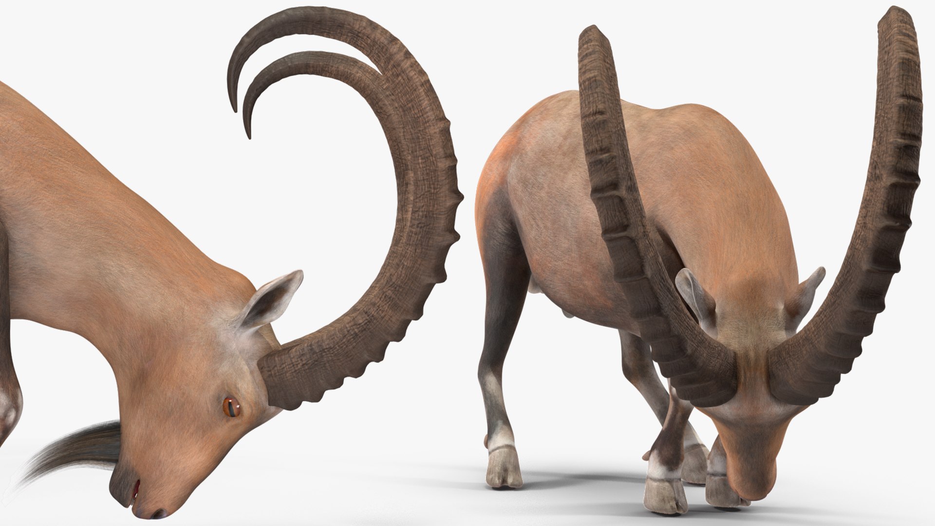 Alpine Ibex With Large Horns 3D - TurboSquid 2225827
