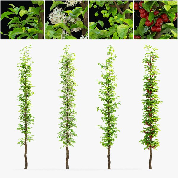 modelo 3d Cerezo columnar - TurboSquid 2288197