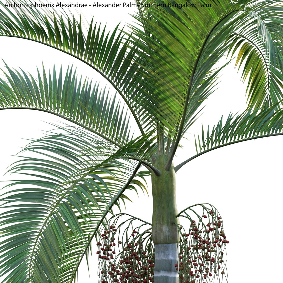 Archontophoenix Alexandrae Leaf